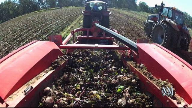 Landline: Brand new beet - ABC Education
