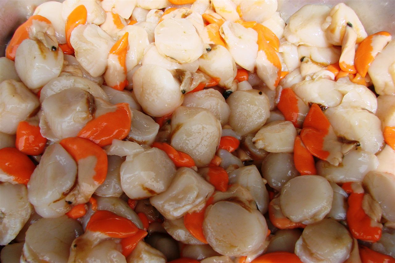 No recreational scallop fishing in D'Entrecasteaux Channel - ABC listen