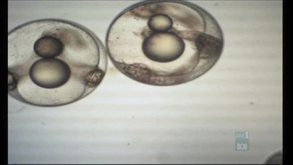 Farm chemicals linked to two-headed fish - ABC News