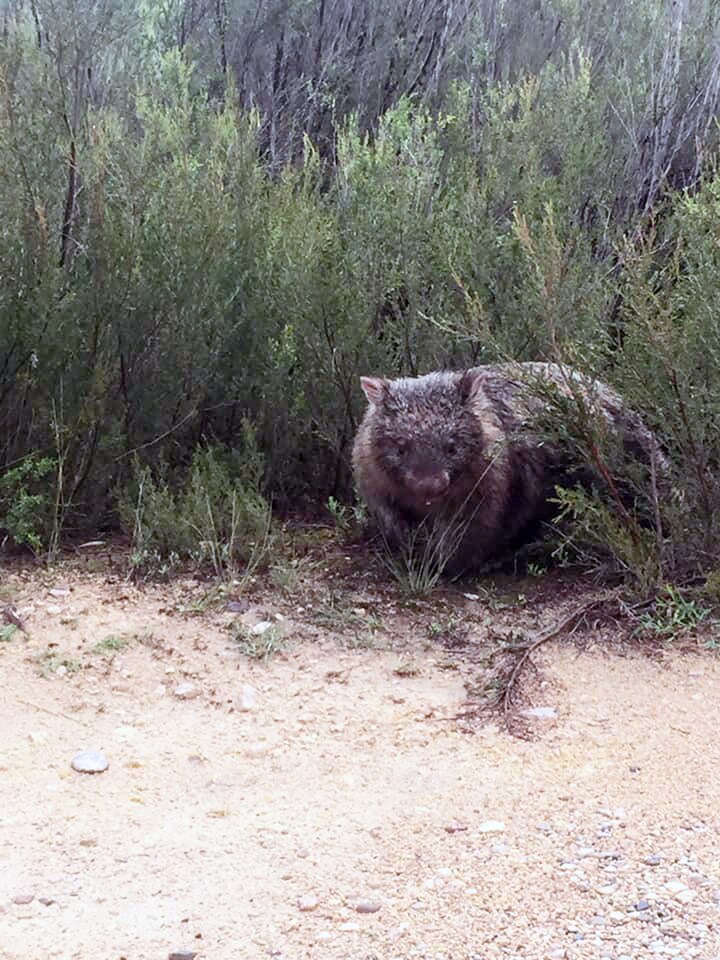 Wombats rescued from floodwaters at Braidwood property after weeks of ...