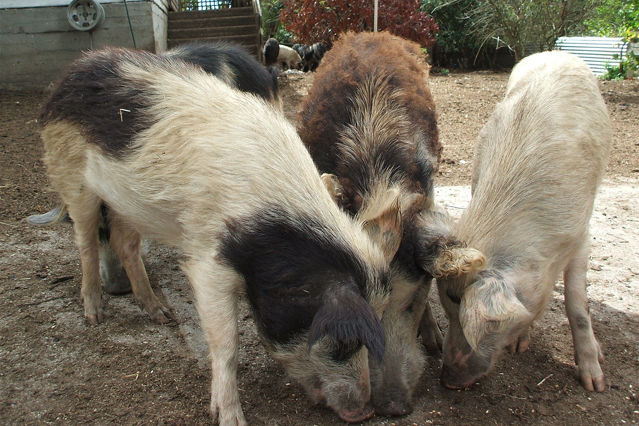 Introducing the Tassie woolly pig - ABC News