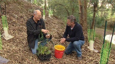 Long-stem Planting - Gardening Australia