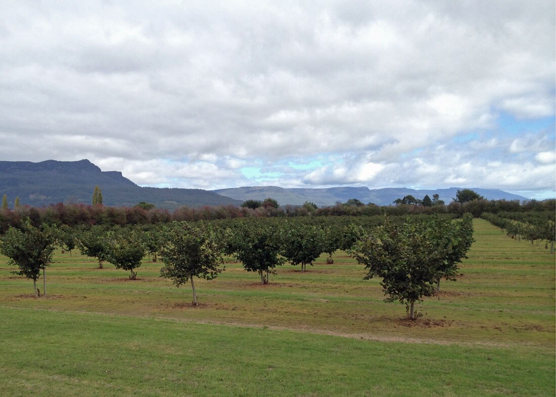 Tasmanian hazelnut growers check out their nuts - ABC News