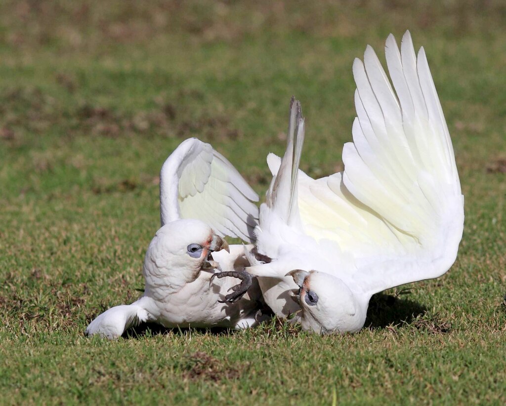 Corella flocks descend on coastal areas as wildlife experts search for ...