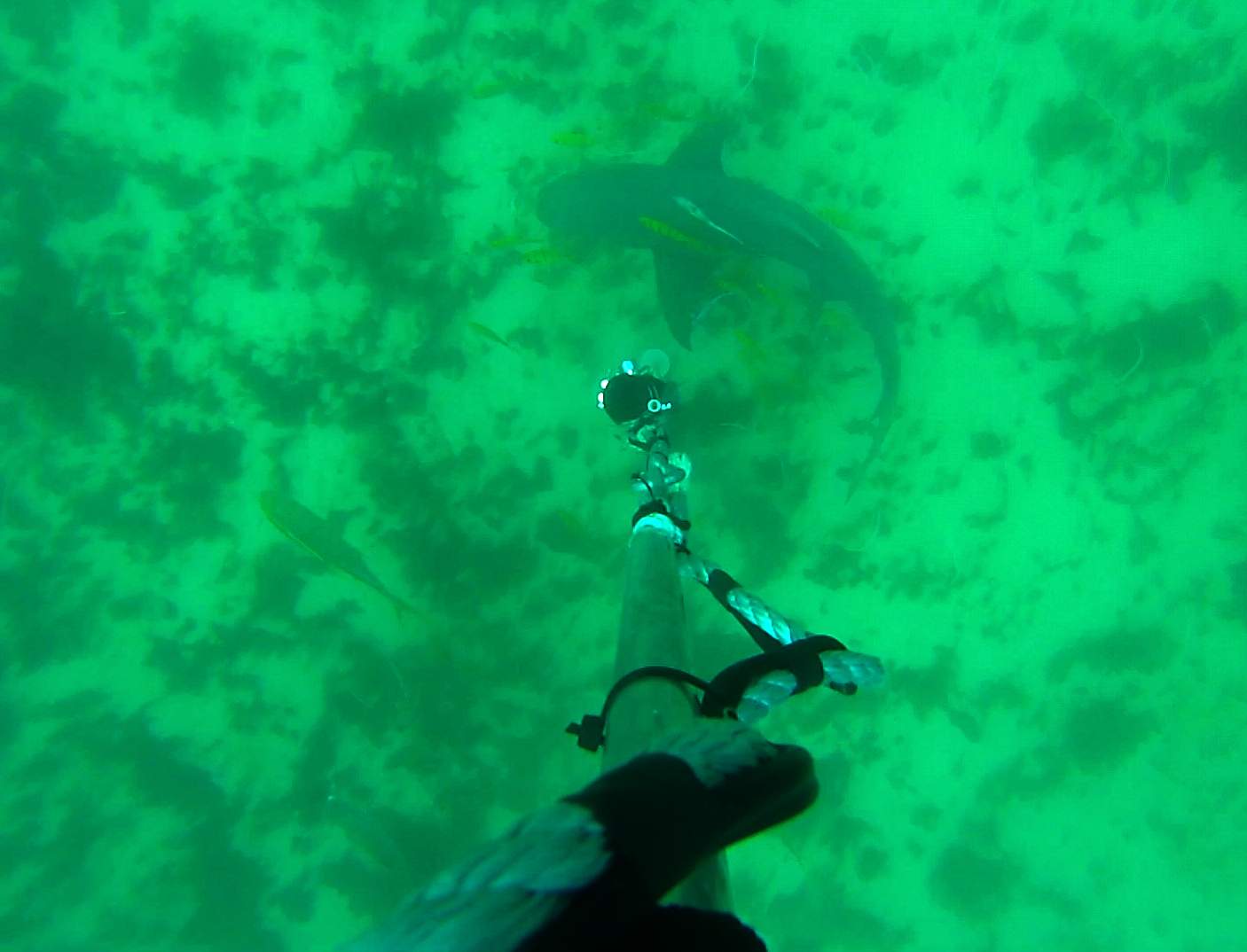 Electric shark guard proves effective for beach safety, researchers say ...