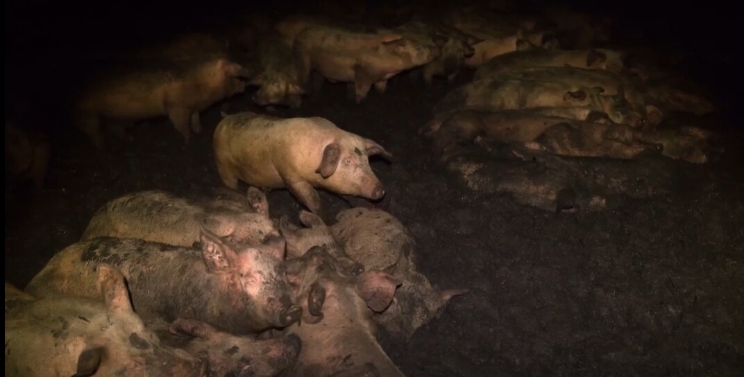 Animal Welfare Notices issued to SA's Andgar Piggery after 14 ...