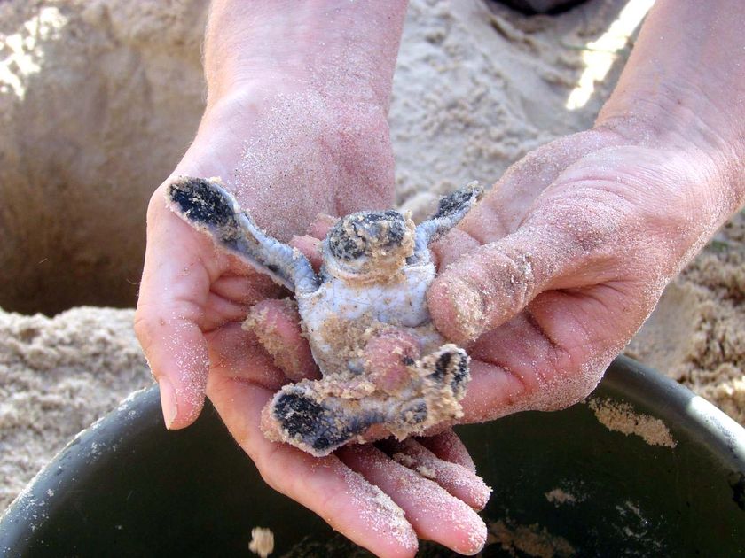 Cyclone takes heavy toll on turtle rookery - ABC News