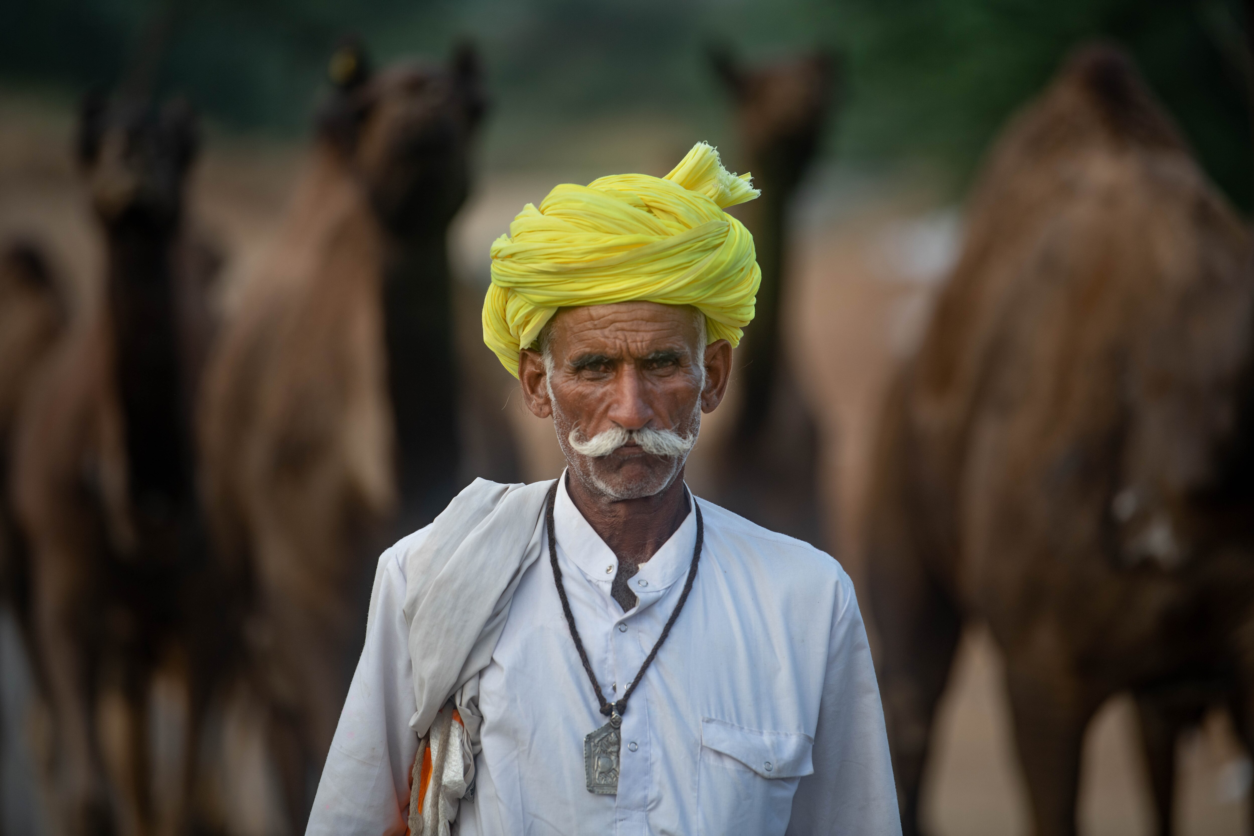 India's nomadic camel tribes are risking the wrath of God to save their ...