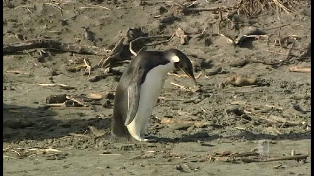 Stranded penguin in critical condition - ABC News