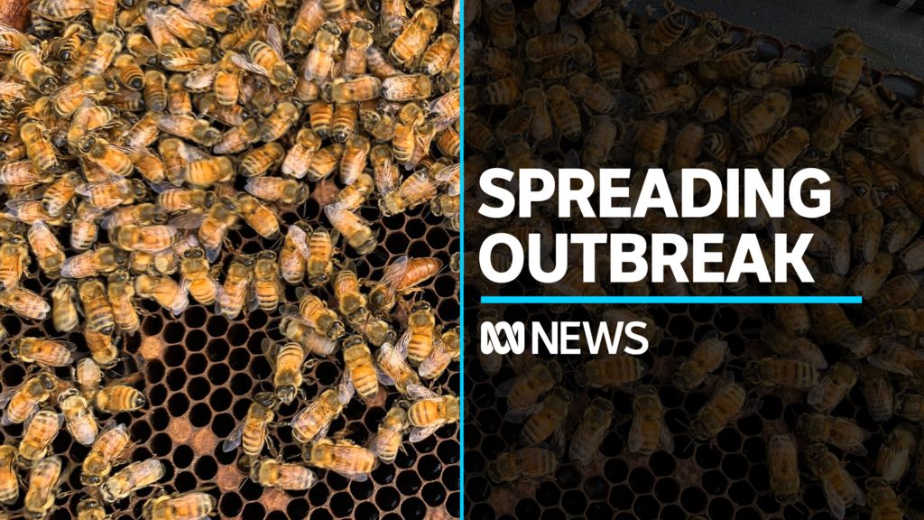 Fears varroa mite outbreak may spread beyond NSW borders - ABC News