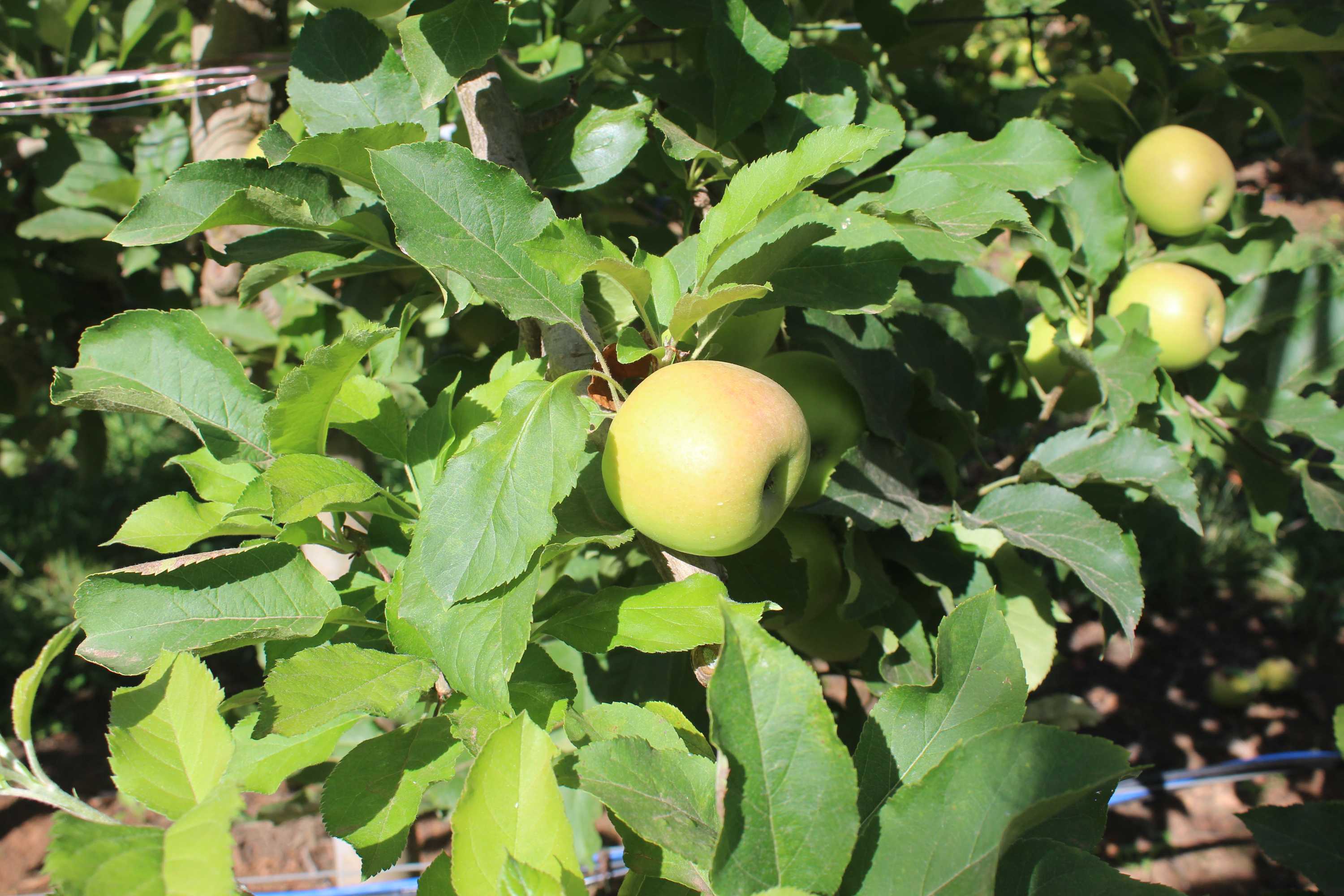 New research to breed a healthier apple - ABC News