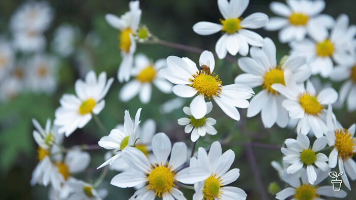 Plant Profile | Mexican Tree Daisy - Gardening Australia
