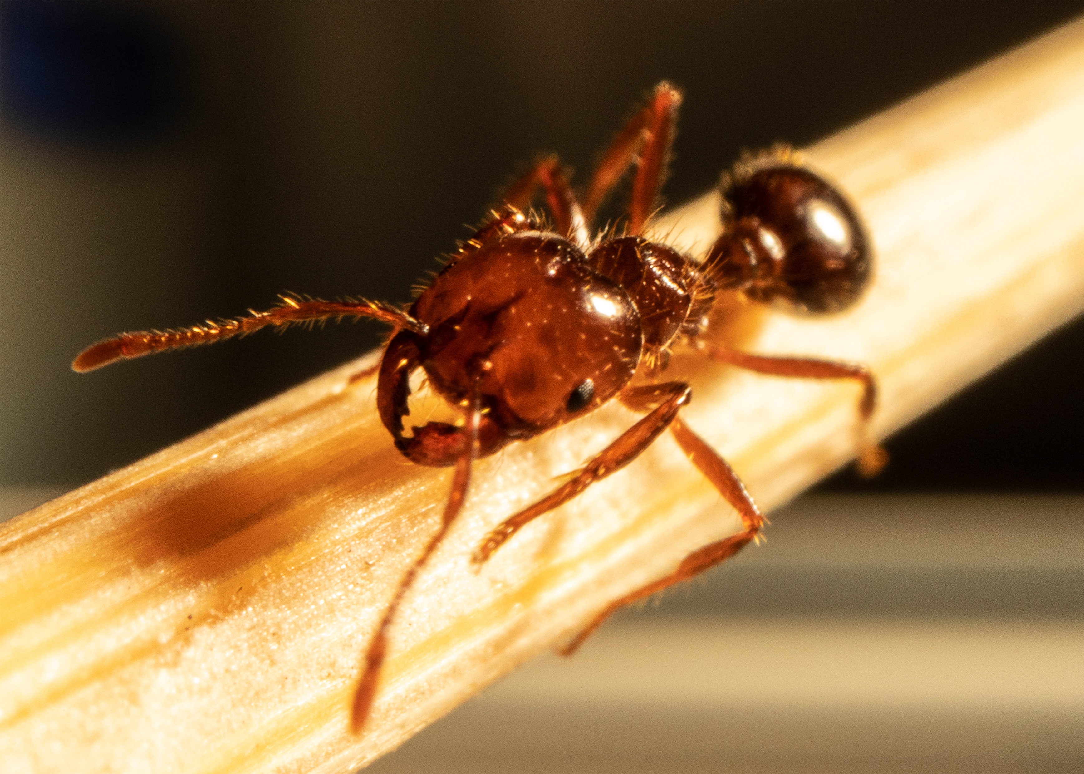 Dreaded fire ant's sting burns, but wasps, hornets and bull ants top ...