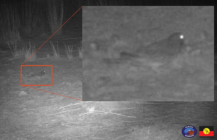Night parrot's Kimberley location under wraps after rare bird snapped ...