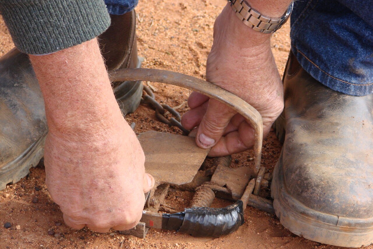 Western Australian pastoralists battle with wild dogs - ABC News