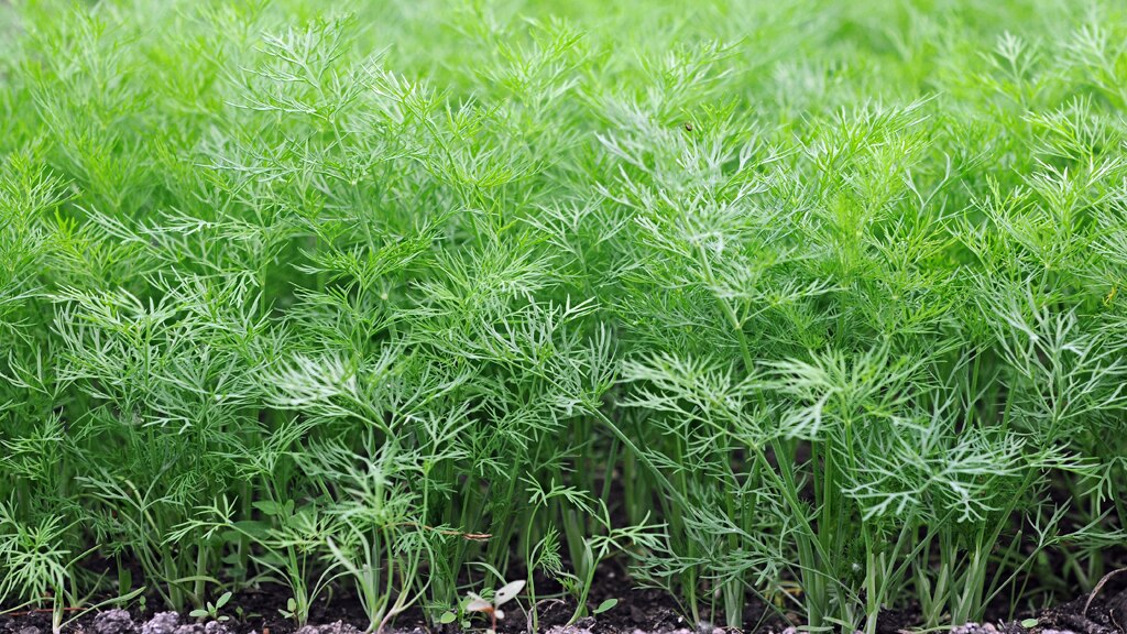 Dill - Gardening Australia