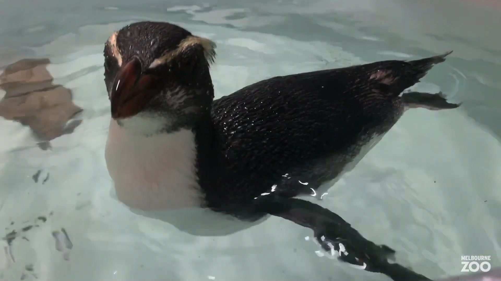 Plucky penguin set free - Behind The News