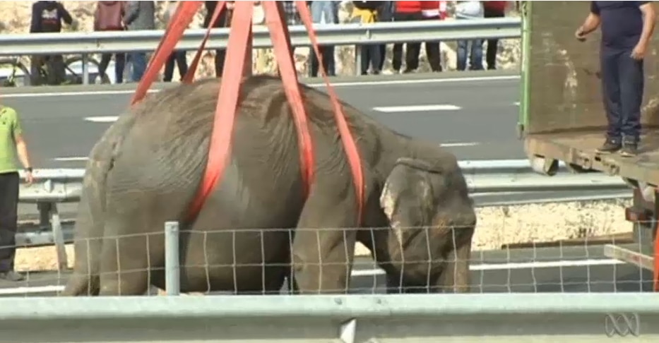 Elephant killed in Spanish circus truck crash as others roam on ...