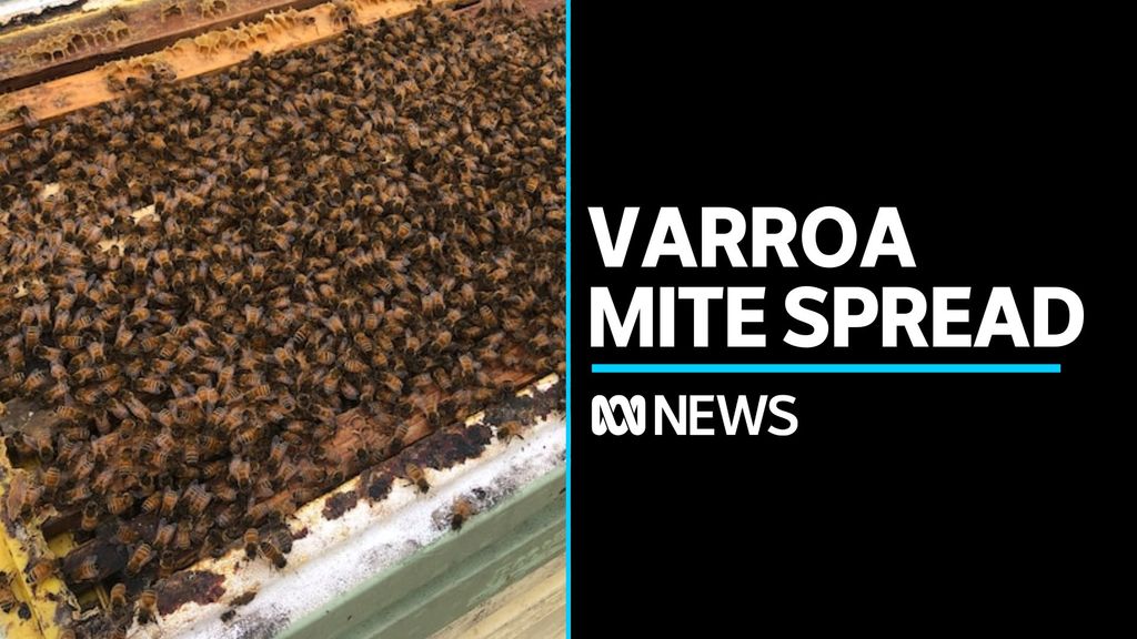 Varroa mite continues to spread forcing bees to be euthanised - ABC News