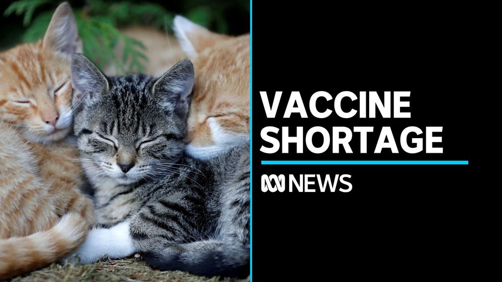 How to keep cats safe amid a global shortage of feline vacicnes - ABC News