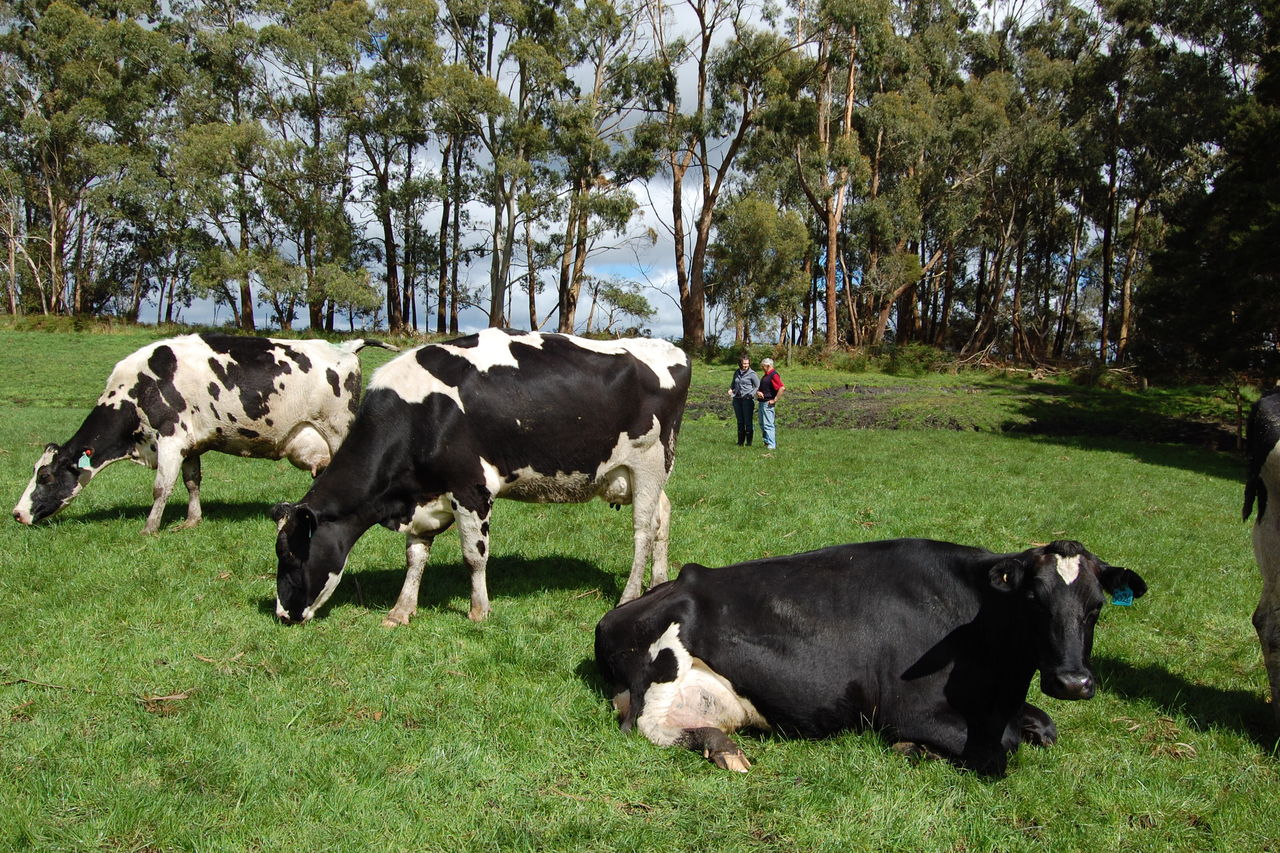 Tasmanian Country Hour - ABC listen