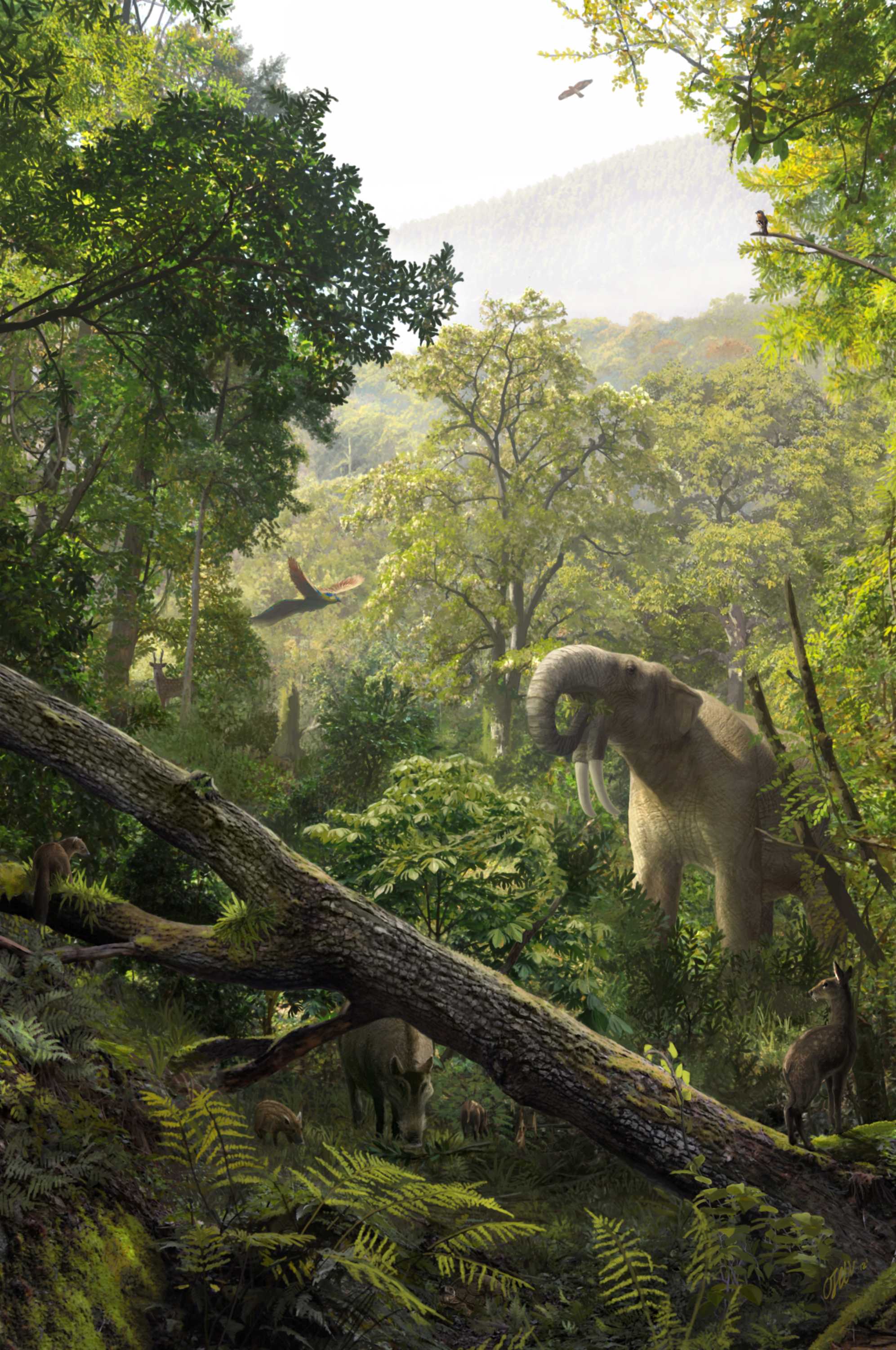 Gibbon-like fossil sheds light on ape evolution - ABC News