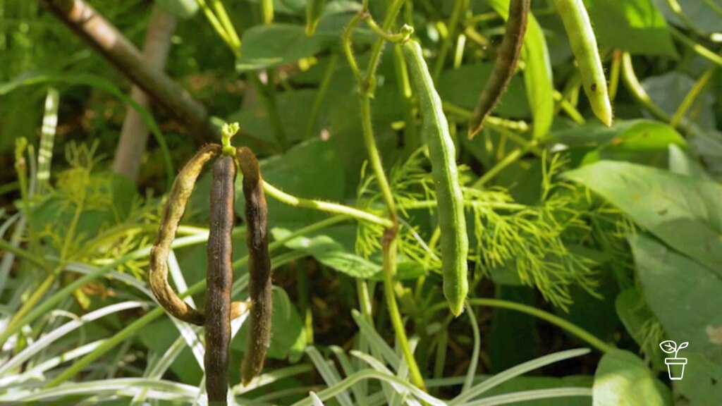 Top Tip - Mung Beans - Gardening Australia