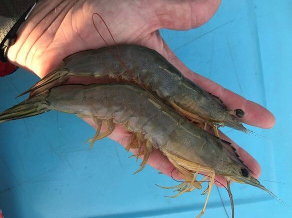 Would you eat fish or prawns caught in the Brisbane River? For some ...