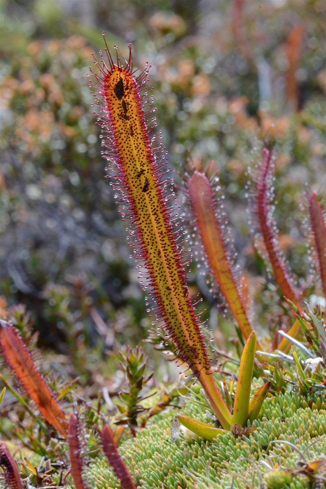 Sundews and bladderworts: Discover Tasmanian native carnivorous plants ...