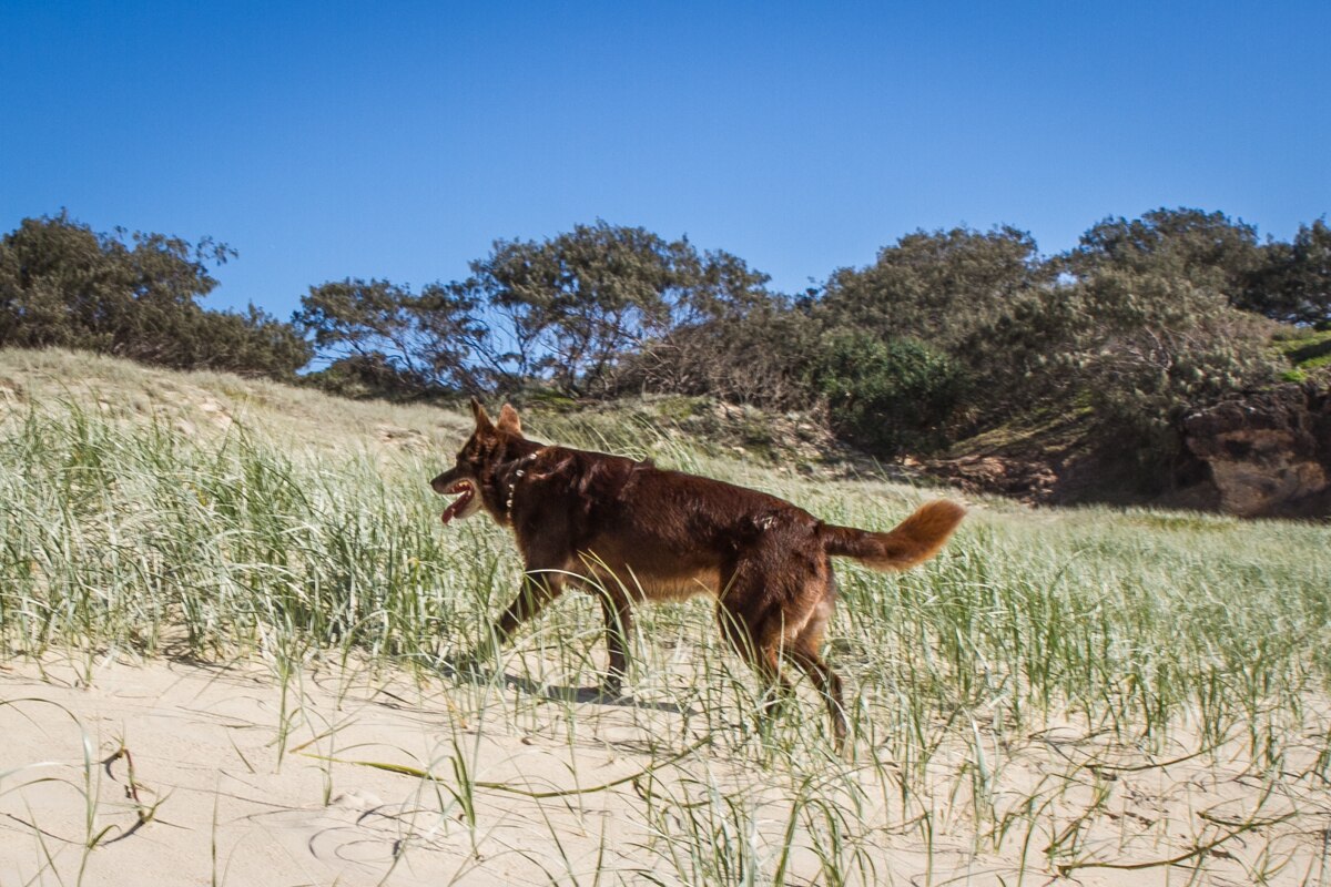 North Stradbroke Island's traditional owners push for ban on cats and ...