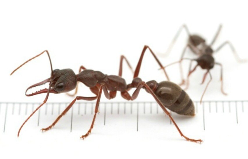 Bull ant night antics inspire surveillance technology - ABC News