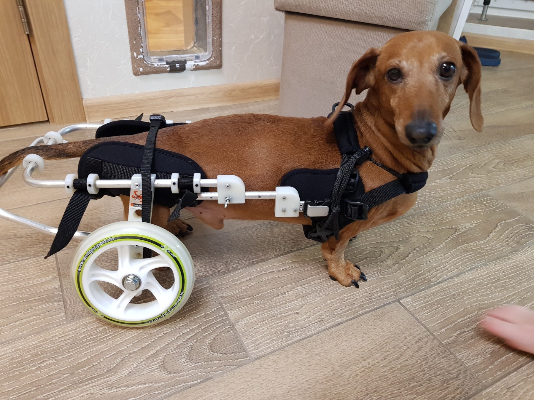 Ukrainian pet wheelchair company gives disabled animals a second chance ...