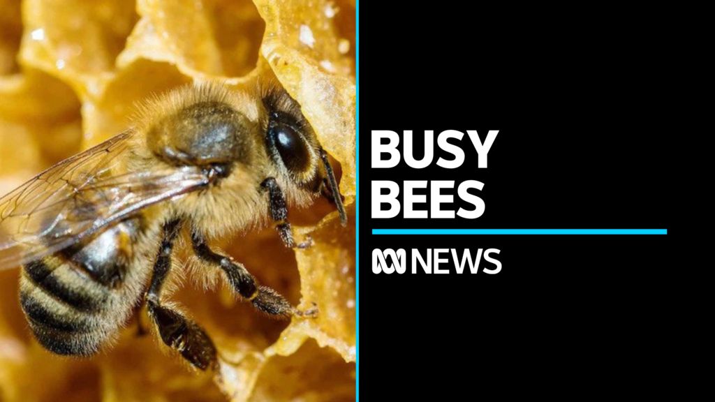 How can bees monitor pollution for us? - ABC News