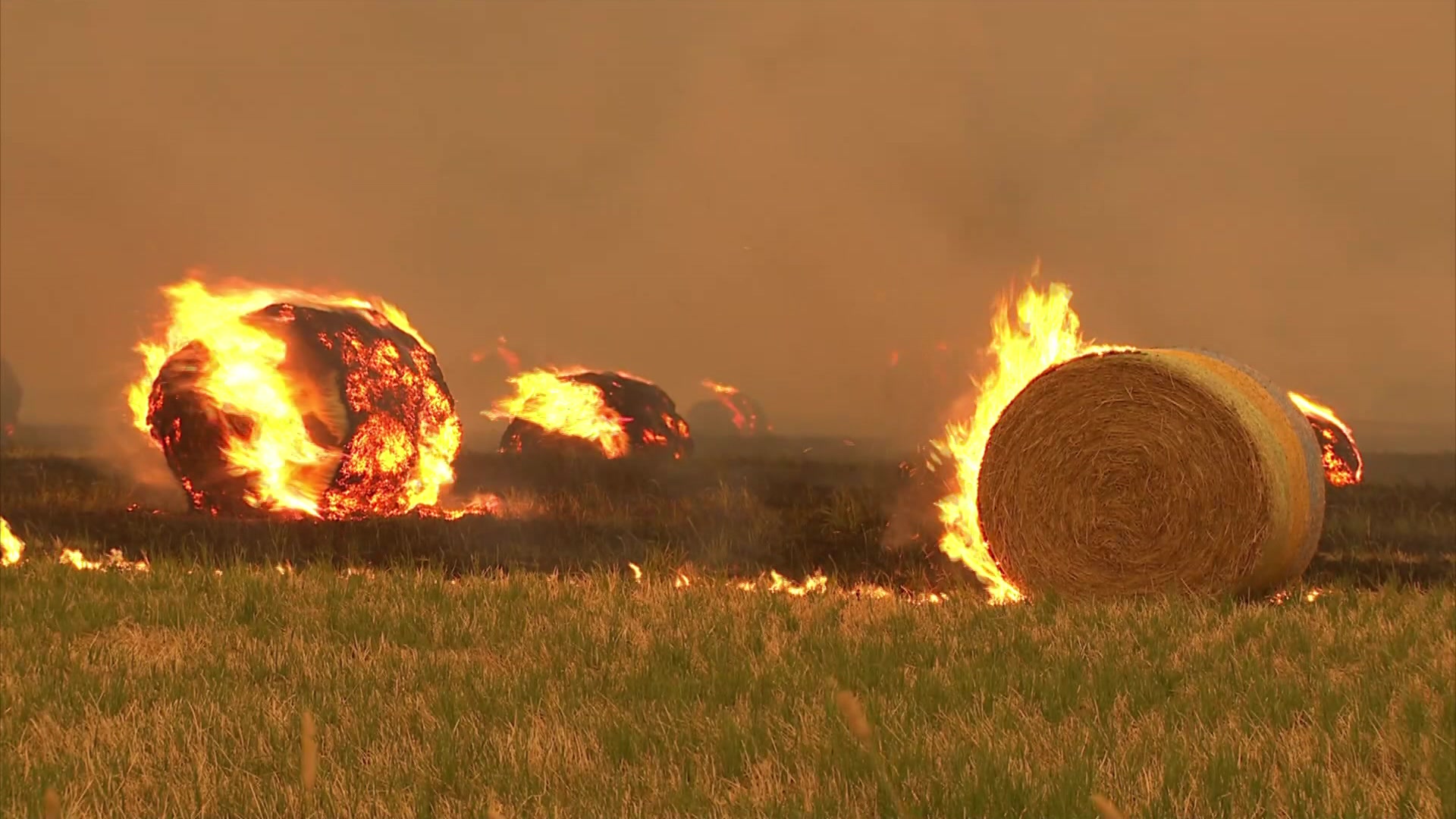 Bushfires across Victoria wreak havoc on farmlands - ABC News