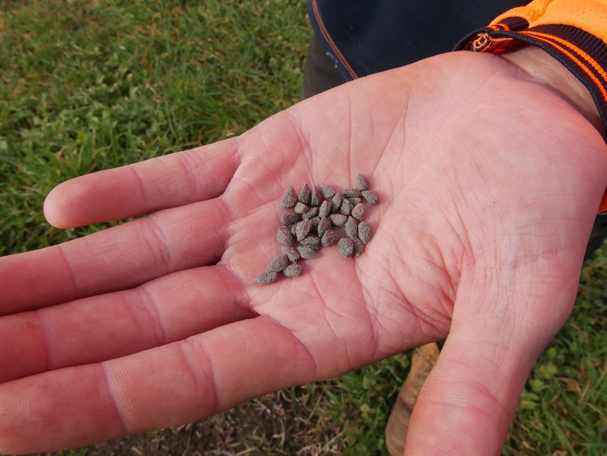 Mount Gambier site key in selective breeding program for pine tree ...