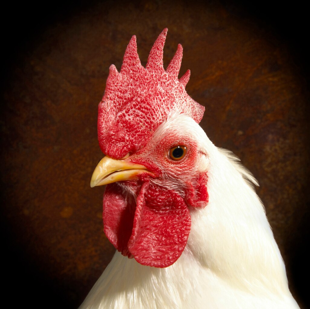 Chicken evolution rate challenges timings of domestication and human ...