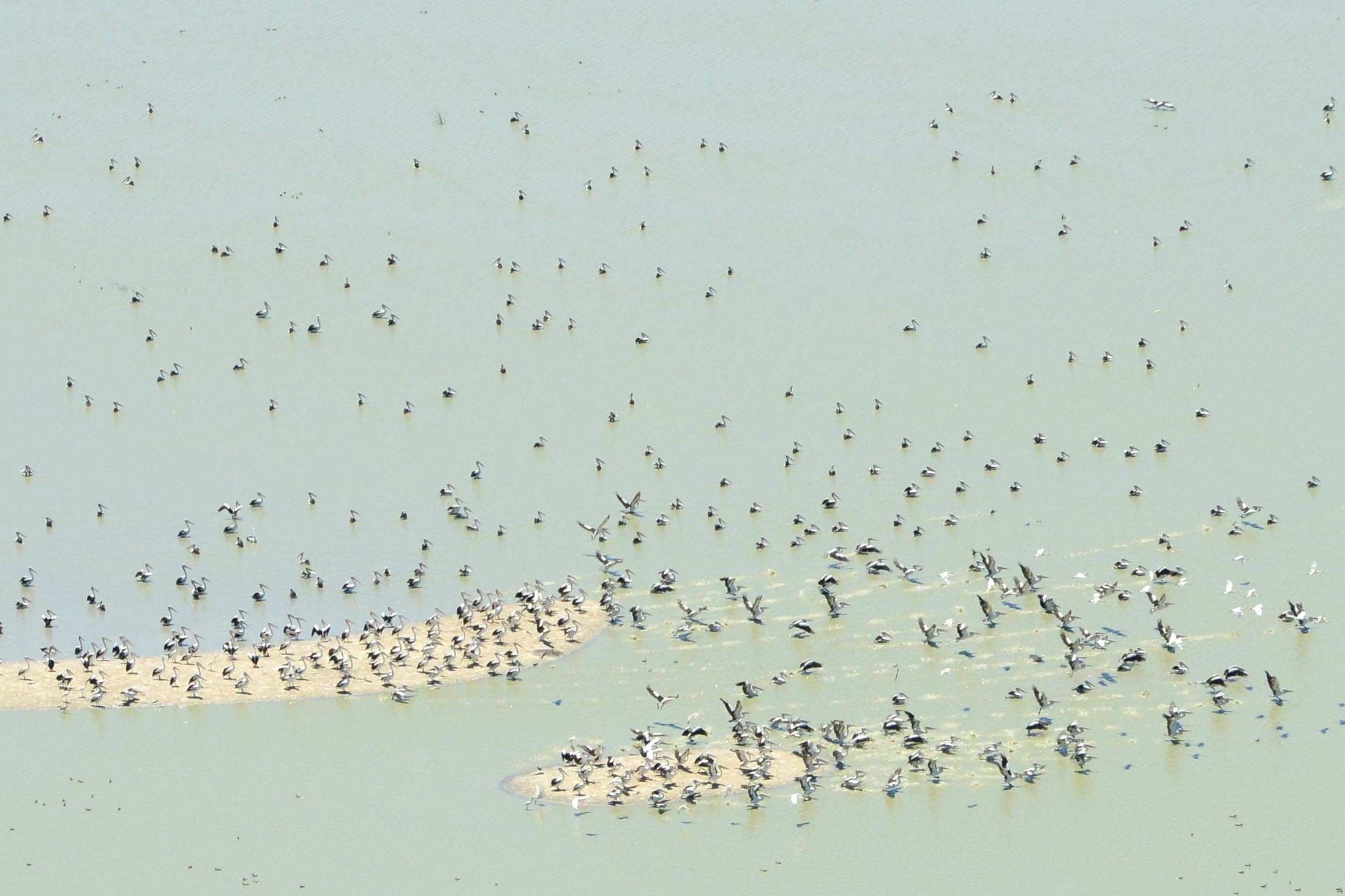 Murray-Darling bird population reportedly halved in the last 30 years ...