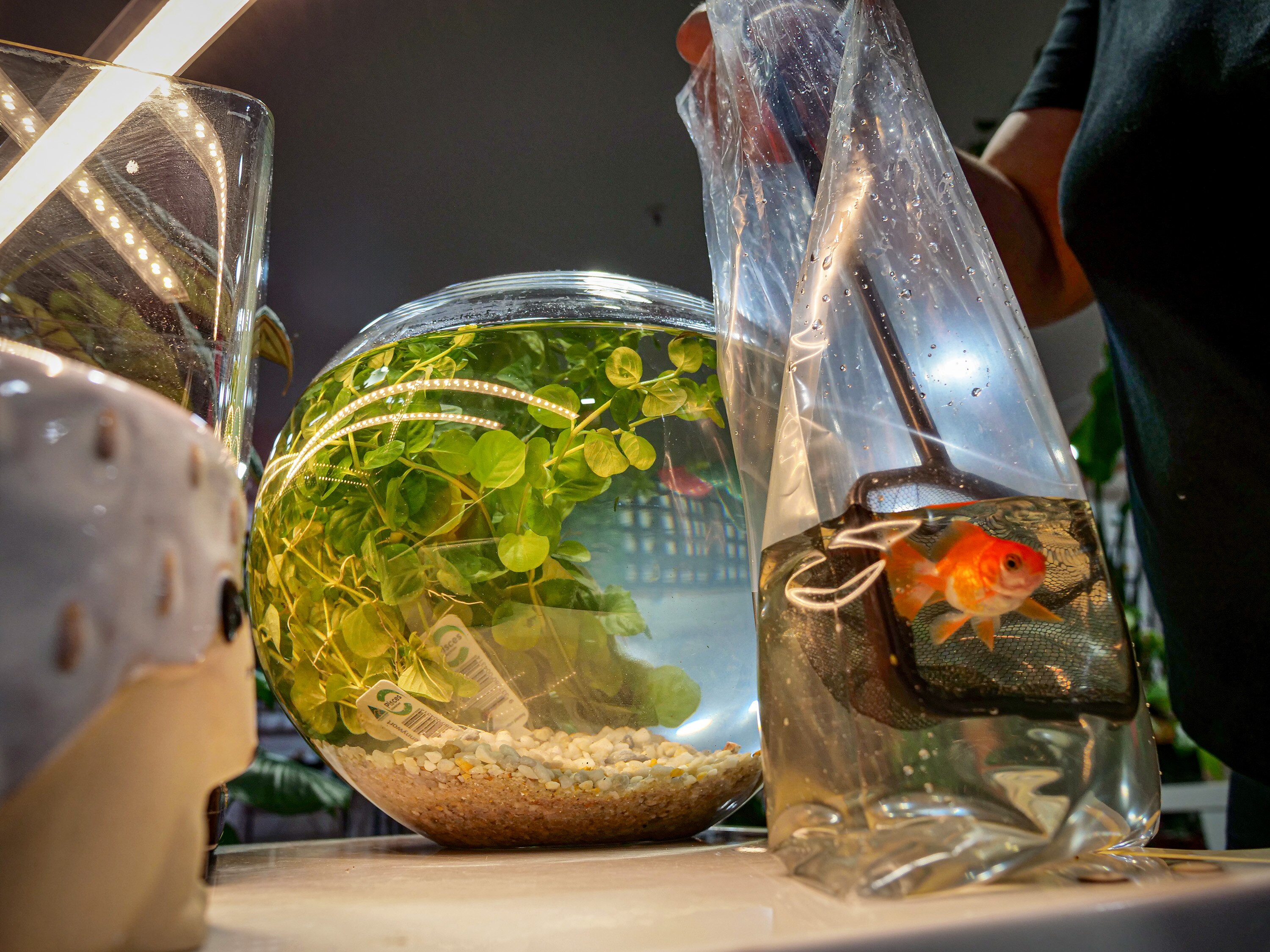 Goldfish adoption agency springs up in Horsham plant store to avoid ...