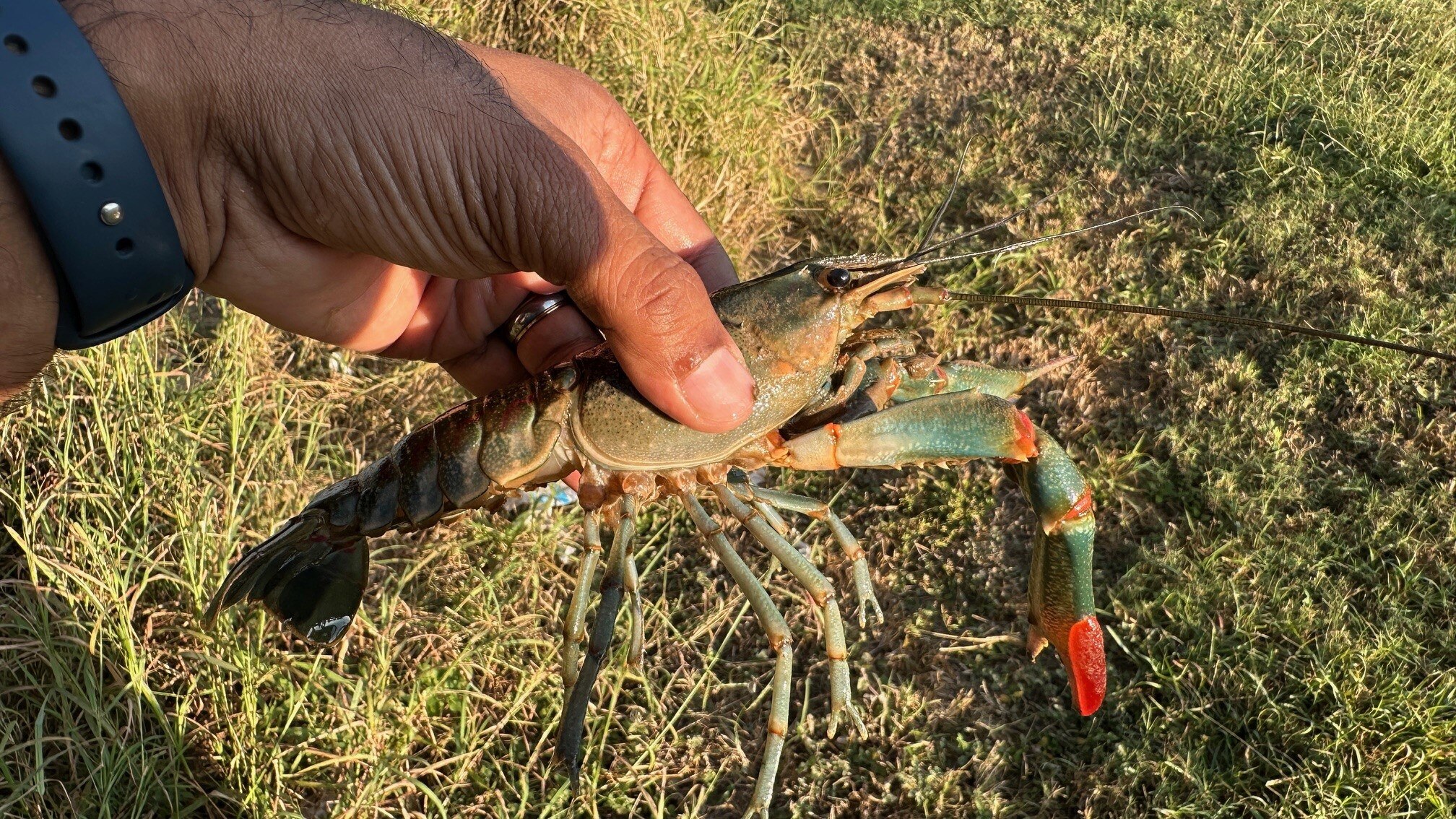 Australian native species go feral in USA as redclaw crayfish invade ...