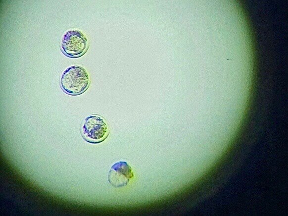 WA vet Matt Carrick's cattle embryo-collection facility receives export ...