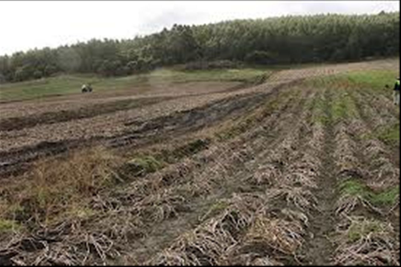 Simplot chips away at potato prices - ABC News