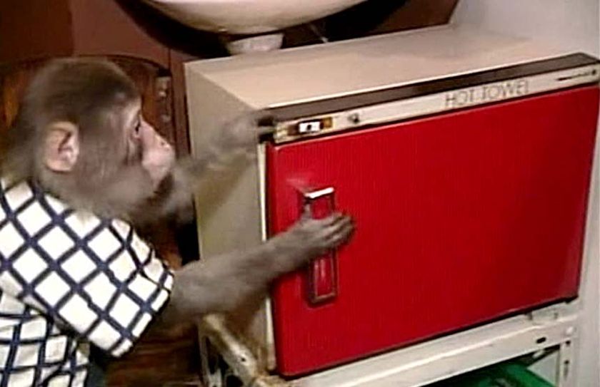 Restaurant turns to monkey business - ABC News