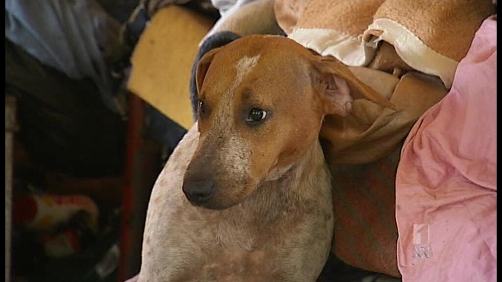 Dog Fight - ABC News