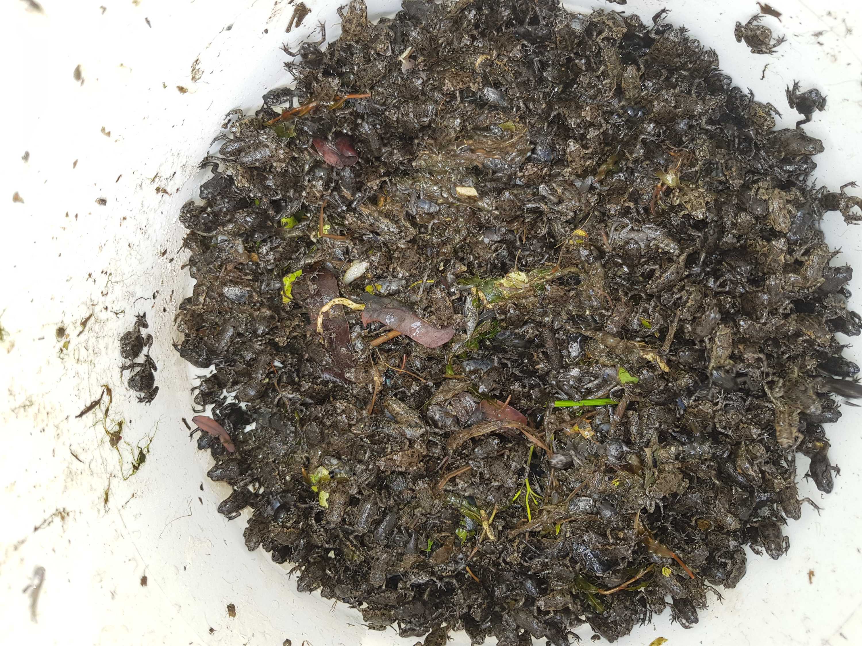 Cane toad metamorphs - ABC News