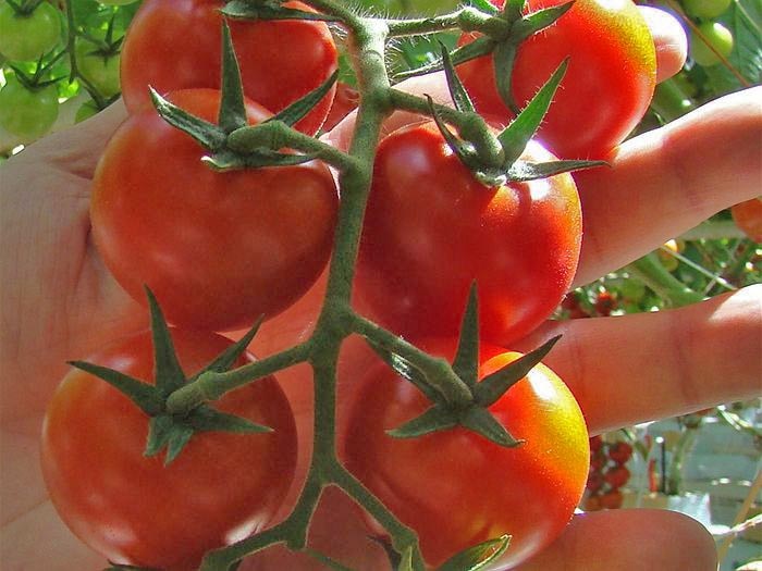 The truth about tomatoes - ABC listen