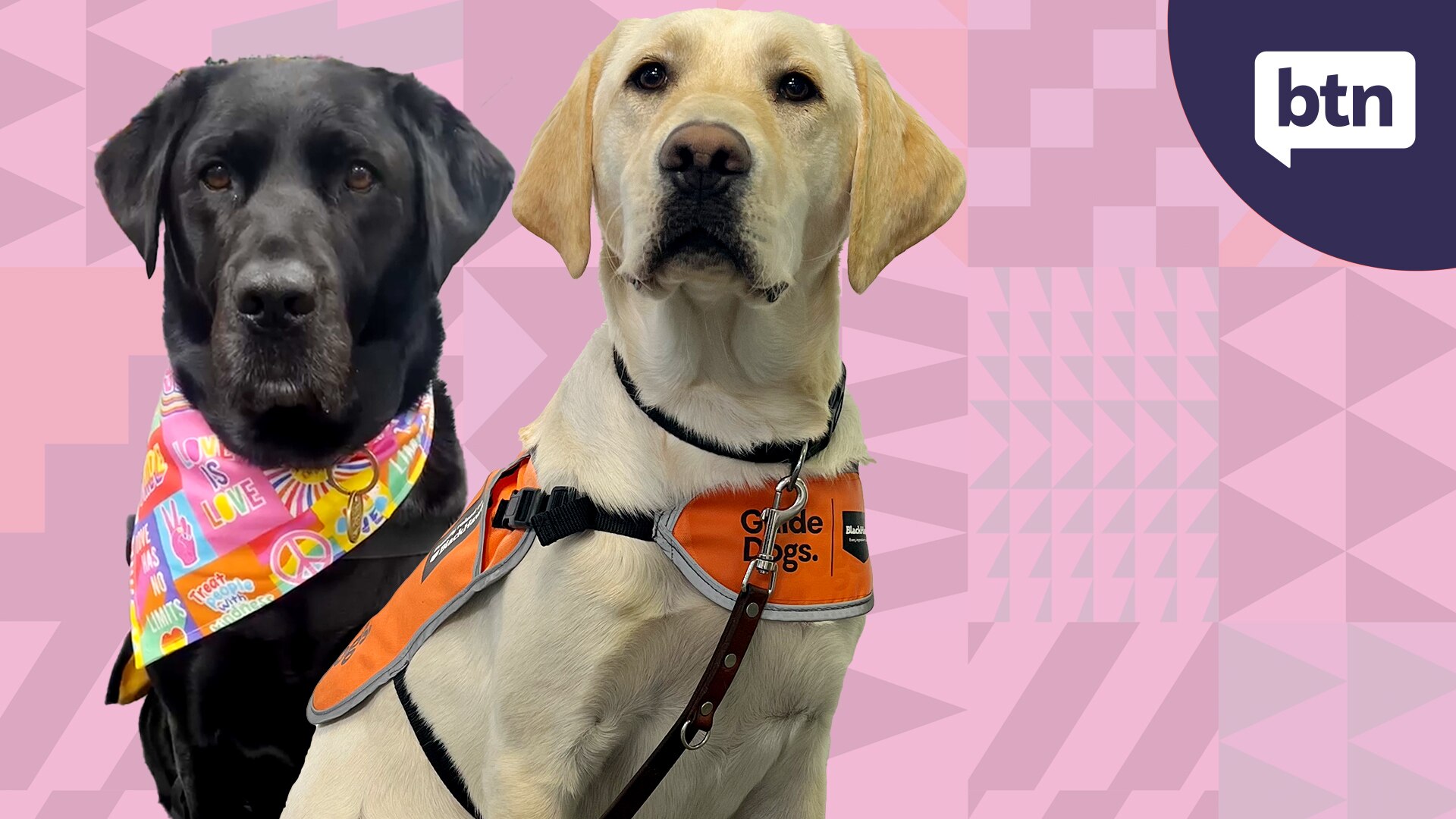 School Support Dog - Behind The News