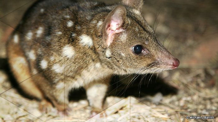 Quoll Return - Behind The News