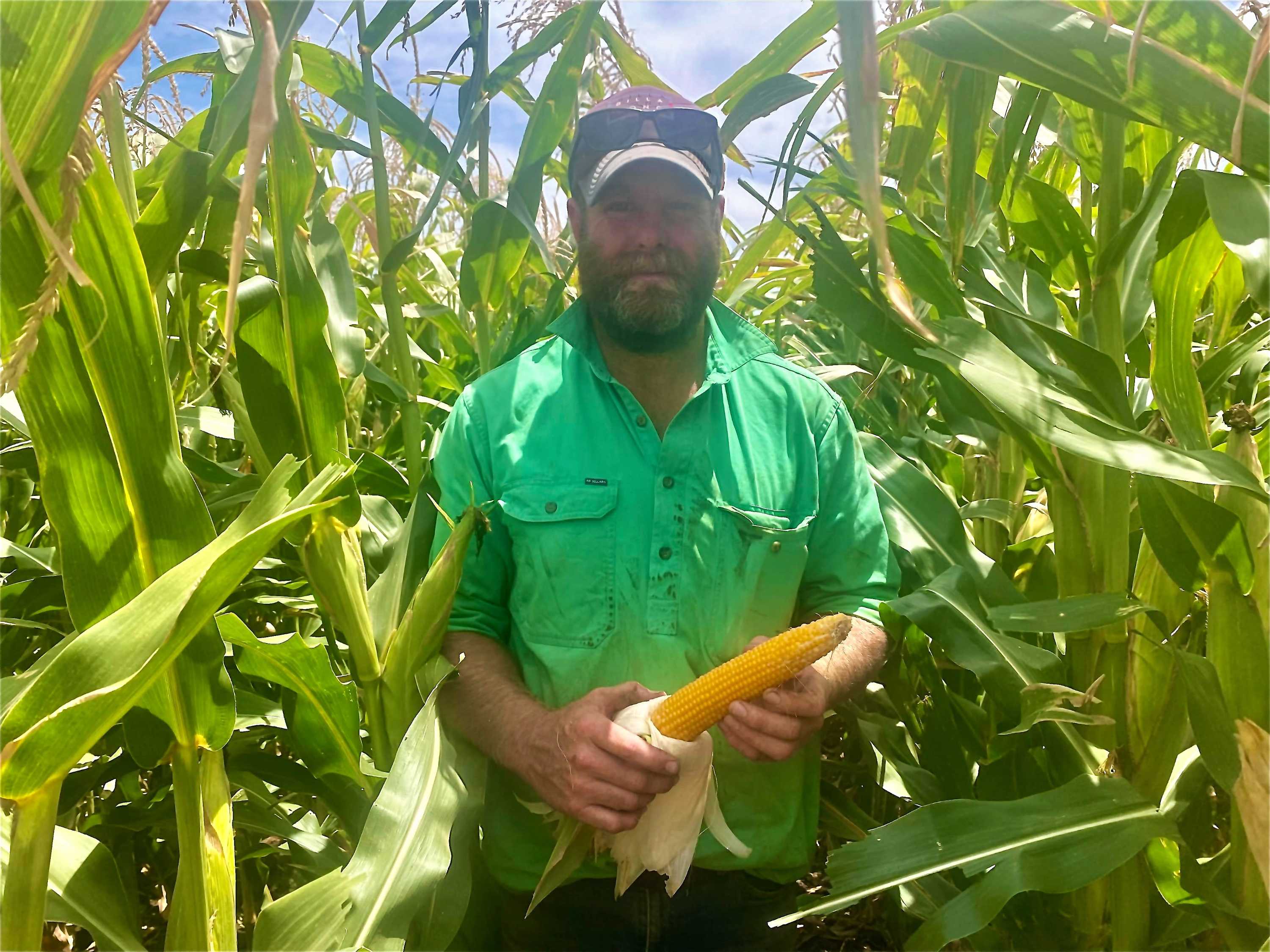 Australian corn processors are now importing produce from Thailand due ...