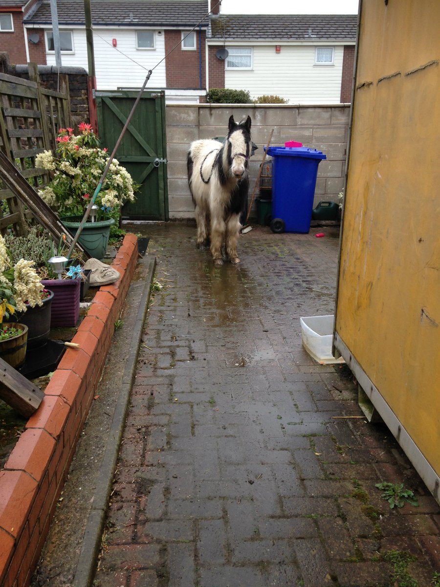 Pony dumped in grandmother's backyard after 13-year-old girl responds ...