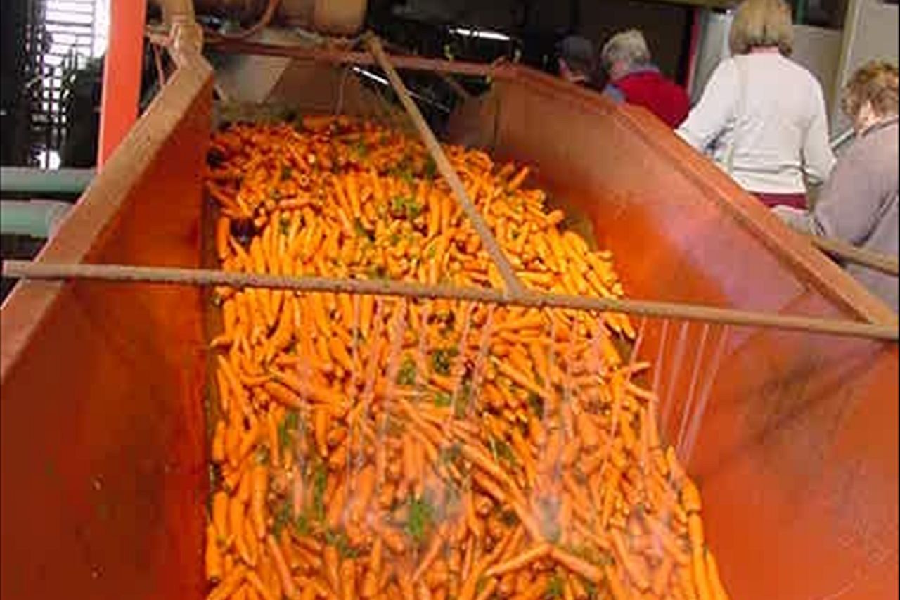 Trials to determine Sumich investment in North West carrots - ABC News